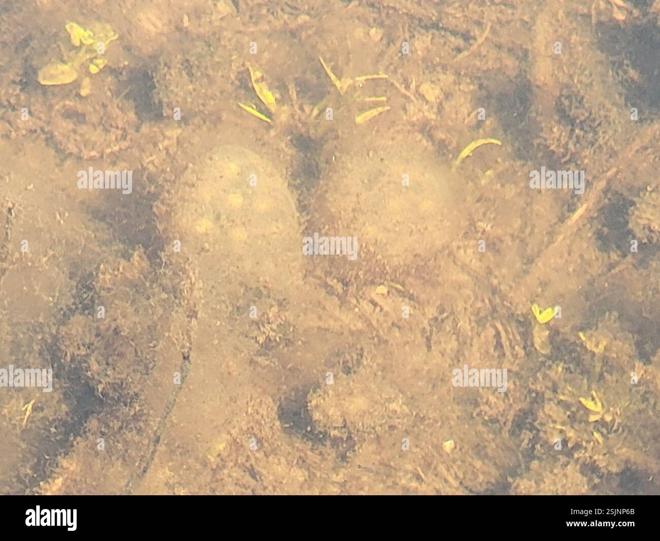 Amphibians (Amphibia), Amphibia, Orinda, CA 94563, USA Stock Photo - Alamy