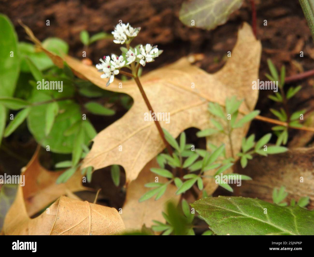 harbinger of spring (Erigenia bulbosa), Plantae, Ohio, US Stock Photo ...