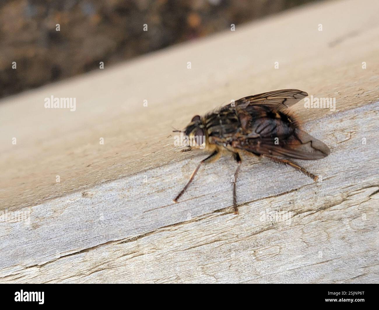 Bot Flies, Blow Flies, and Allies (Oestroidea), Insecta, Tangiwai, New ...
