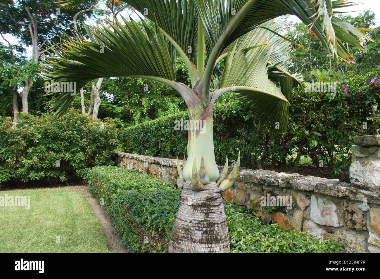 Palm tree Bahamas with fan-shaped leaves, thick trunk and spiny base. A ...