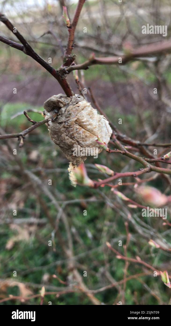 Chinese Mantis (Tenodera sinensis), Insecta, Yorktown, Yorktown ES ...