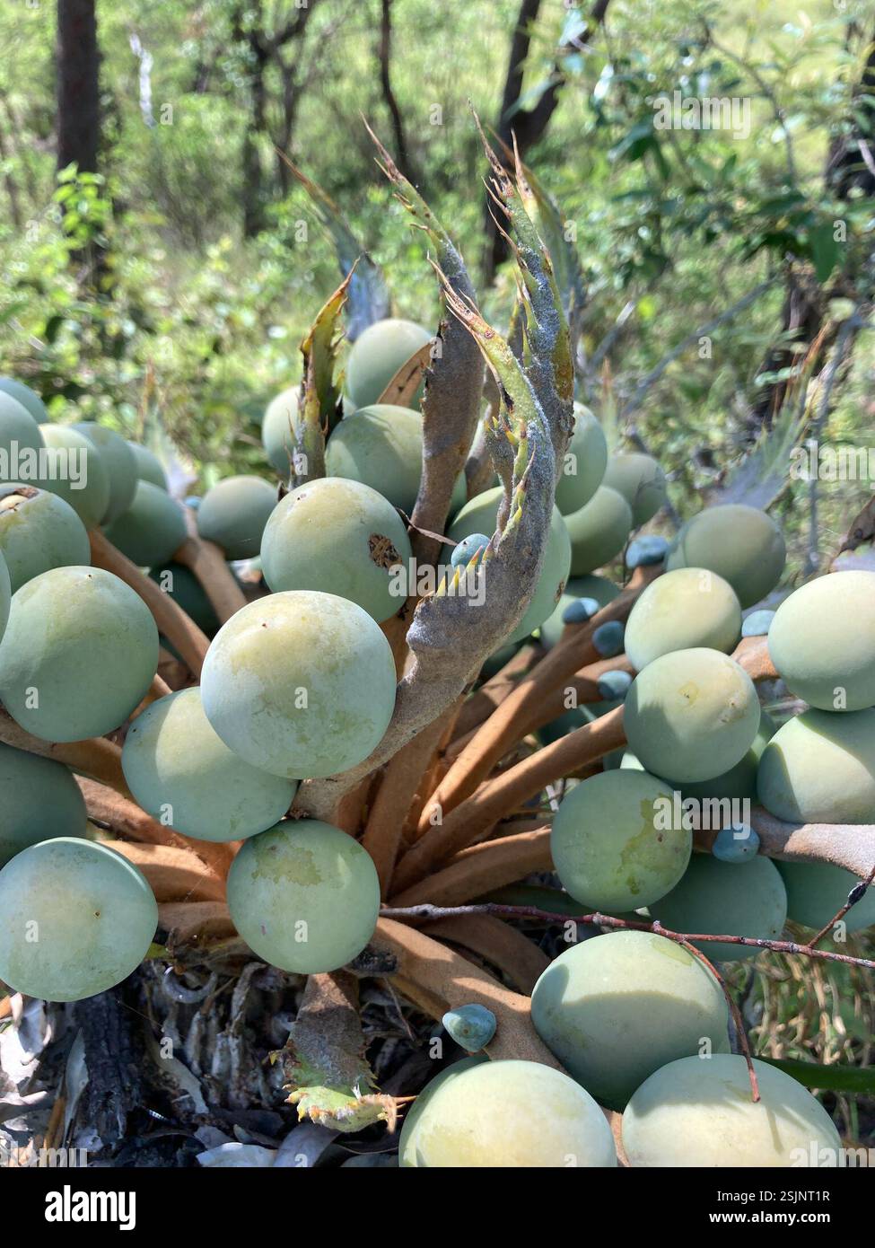 (Cycas megacarpa), Plantae, Queensland, AU Stock Photo - Alamy