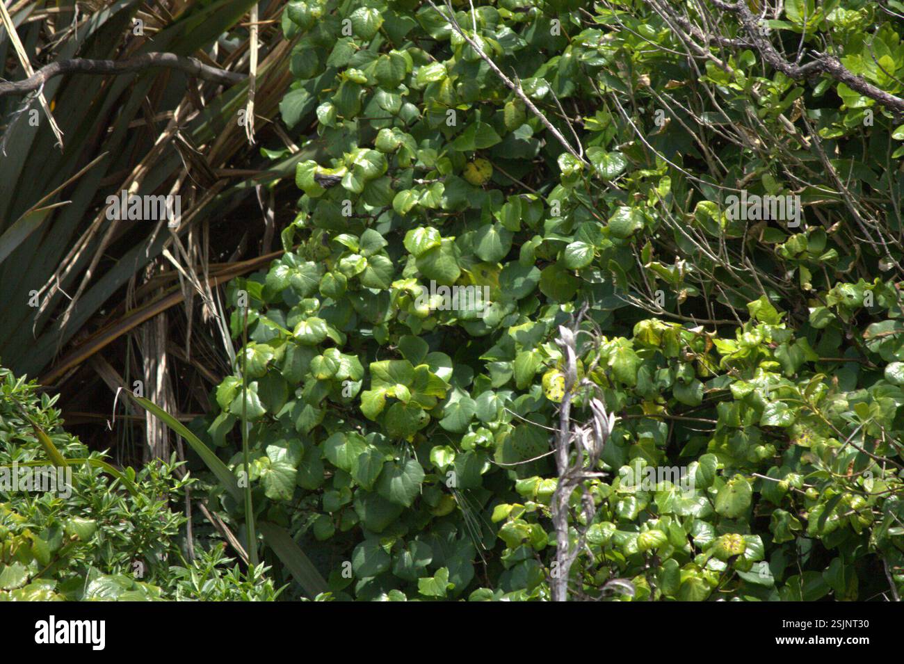 Kawakawa (Piper excelsum excelsum), Plantae, West Coast, New Zealand ...