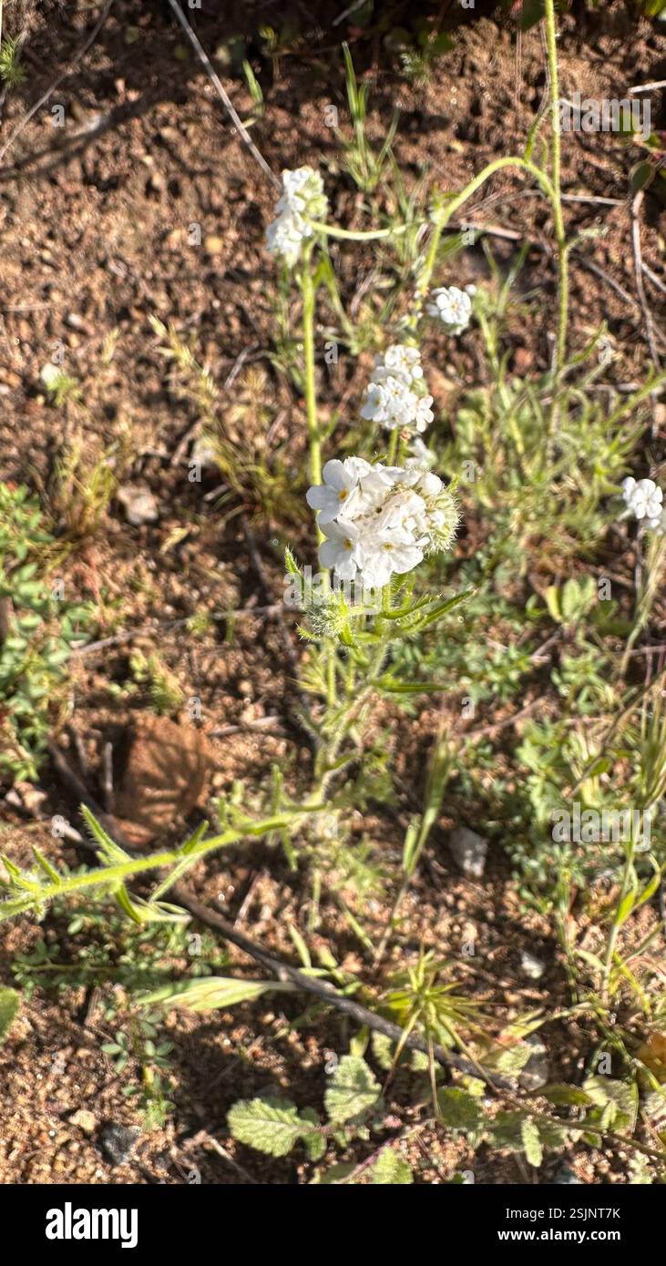 Clearwater cryptantha (Cryptantha intermedia), Plantae, Sagecrest Dr ...