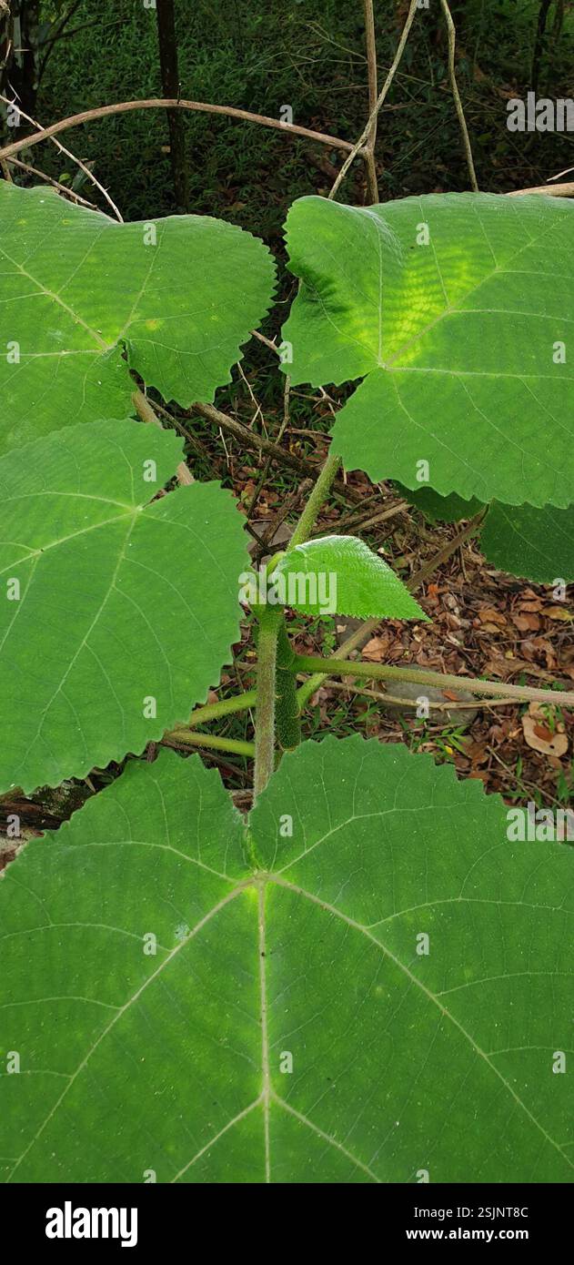 Giant Stinging Tree (Dendrocnide excelsa), Plantae, Tallebudgera QLD ...