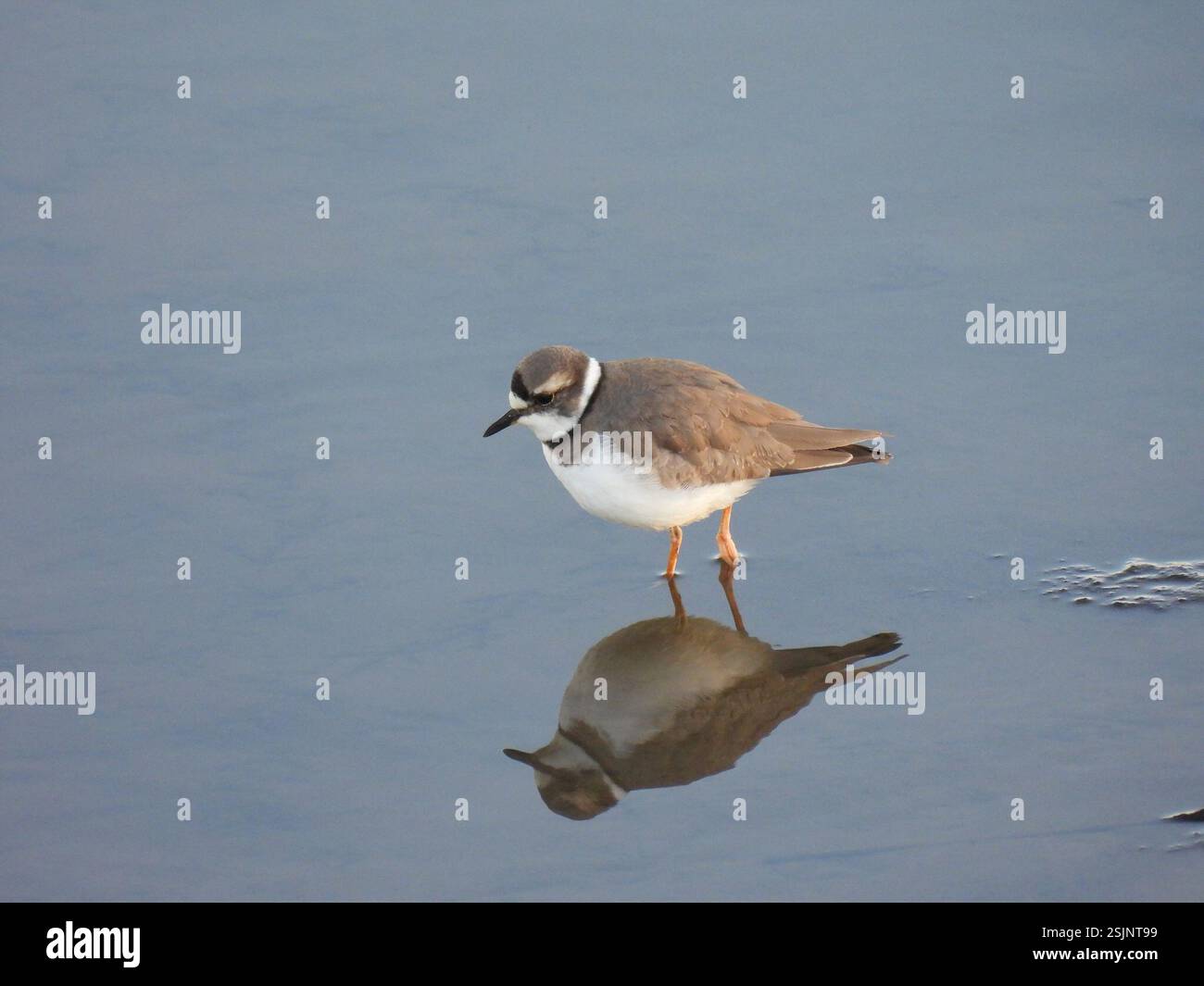 Long-billed Plover (Thinornis placidus), Aves, Japan Stock Photo - Alamy