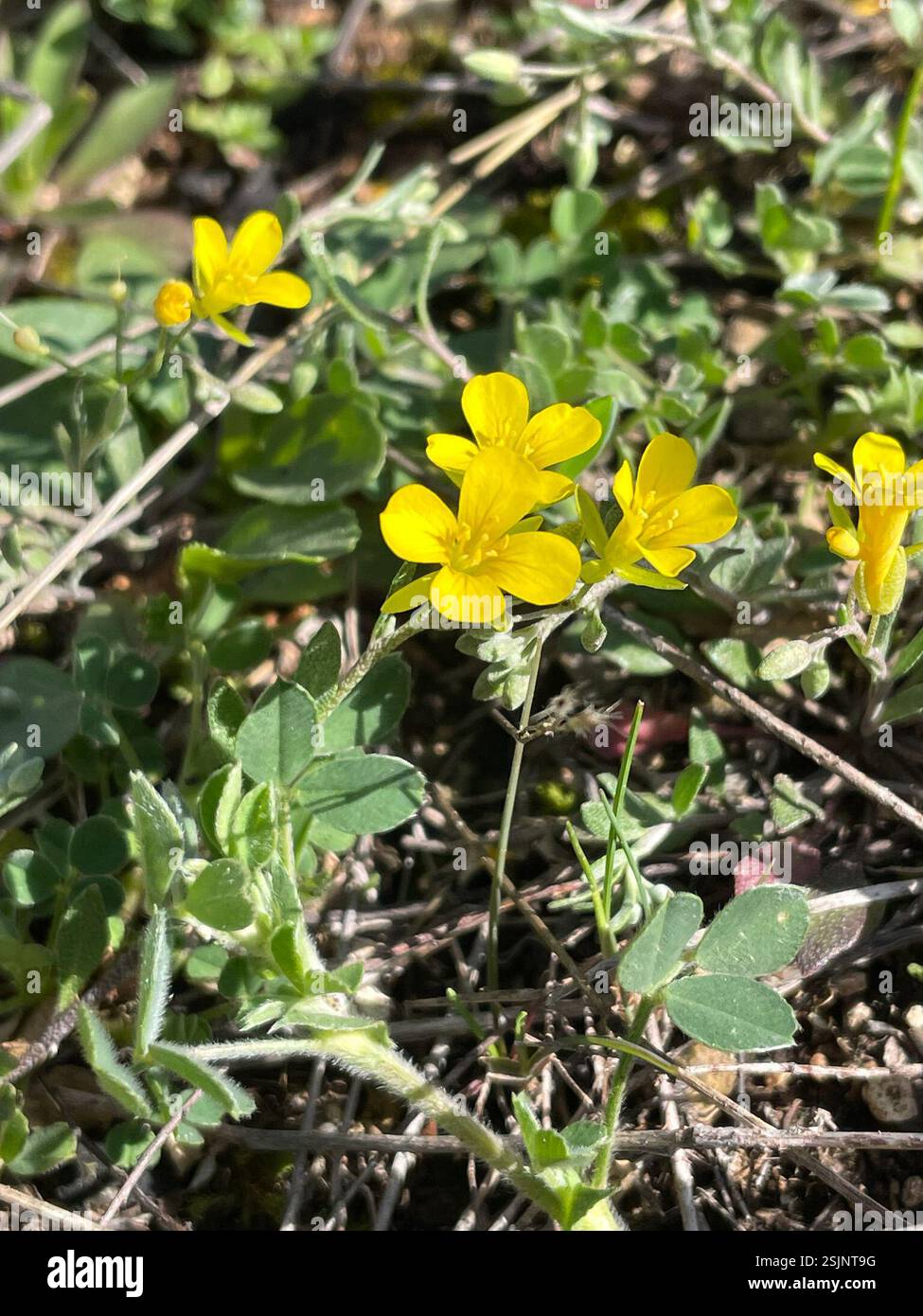 Gaslight Bladderpod (Physaria recurvata), Plantae, Temple, TX, US Stock ...