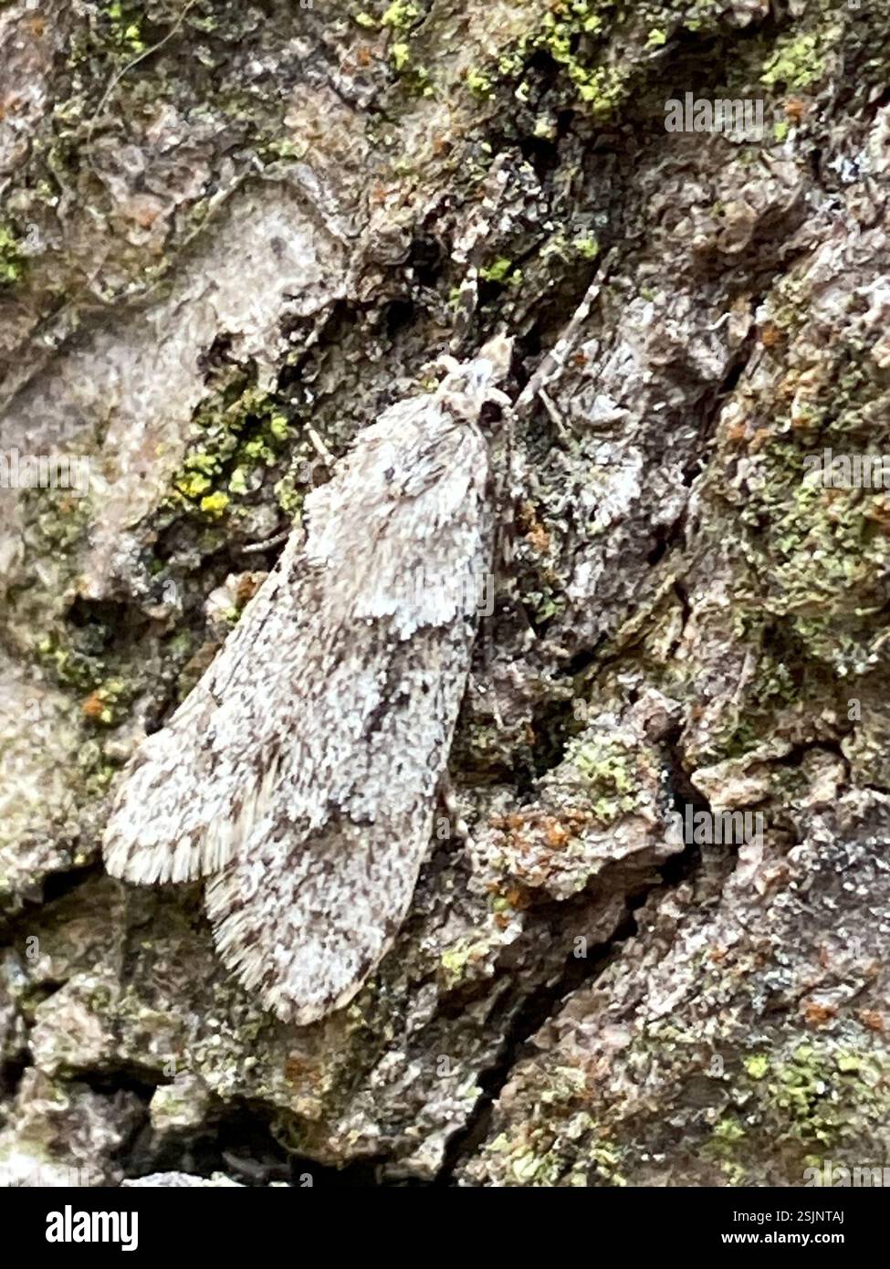 March Tubic (Diurnea fagella), Insecta, Auerbach, Zwickau, Sachsen, DE ...