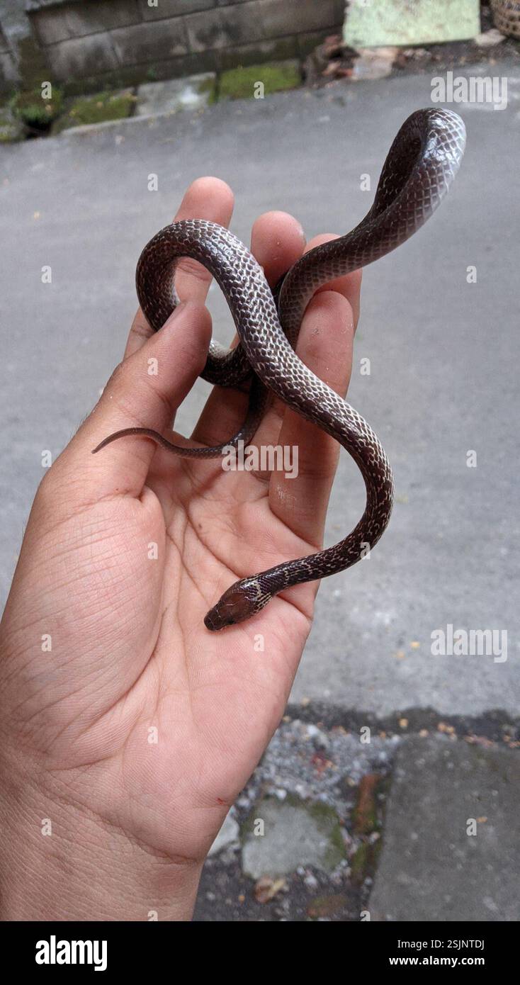 Common Wolf Snake (Lycodon capucinus), Reptilia, Kos Riski Putra Stock ...