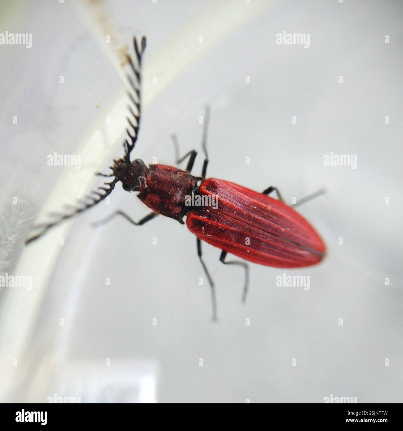 (Anostirus purpureus), Insecta, Kosanin dol, Pancharevo, Bulgaria Stock ...