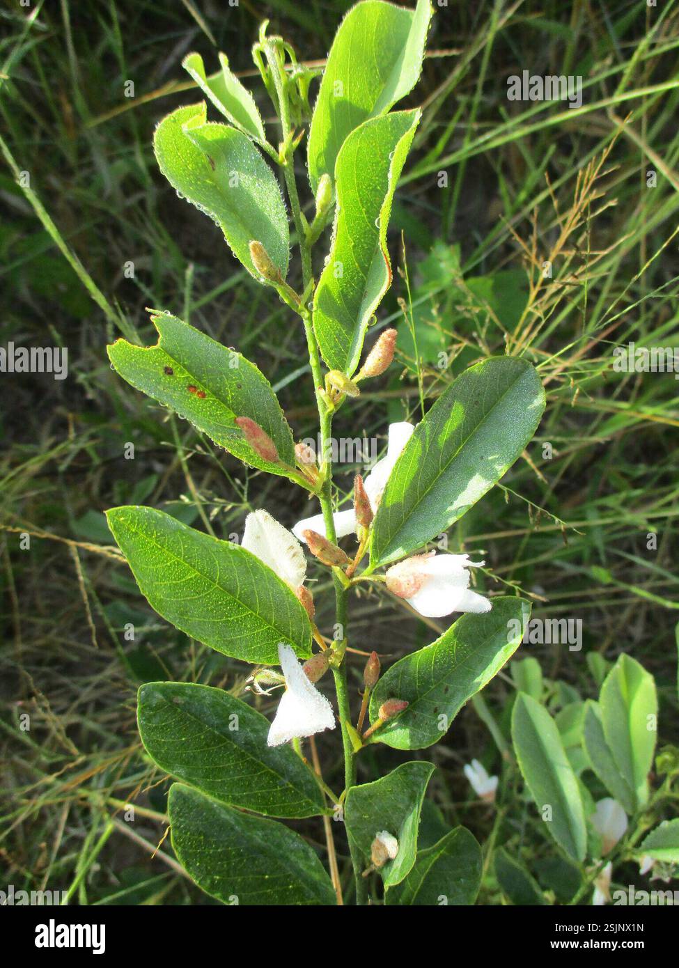 (Baphia massaiensis obovata), Plantae, Zambezi Region, Namibia Stock ...