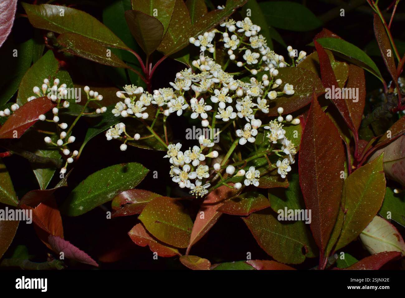 Chinese Photinia (Photinia serratifolia), Plantae, 中国贵州省黔南布依族苗族自治州龙里县 ...