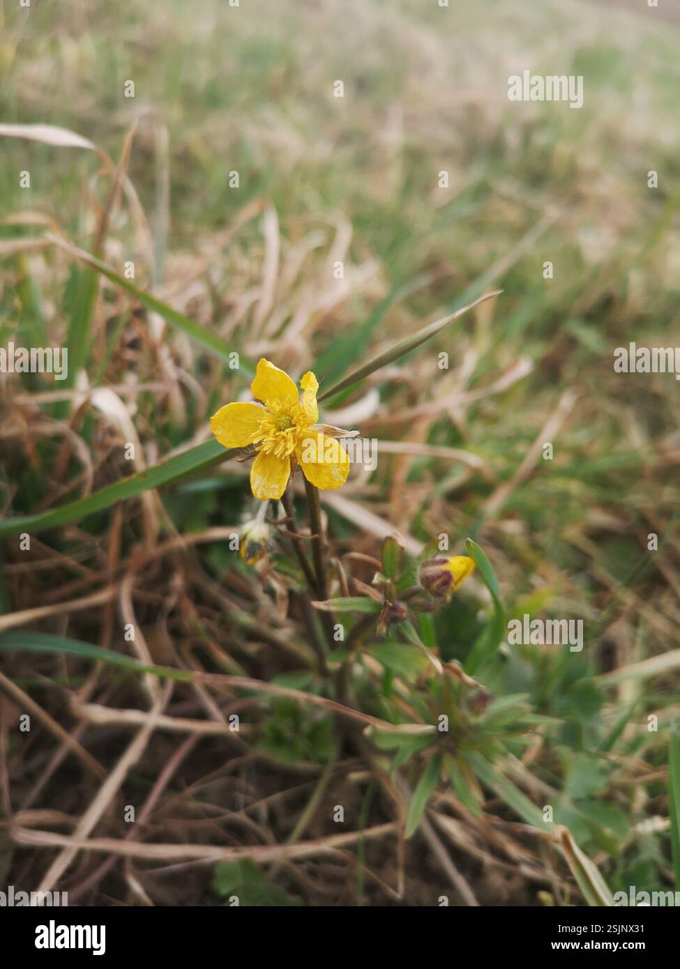Goldilocks Buttercup (Ranunculus auricomus), Plantae, 8566 Neuwilen ...