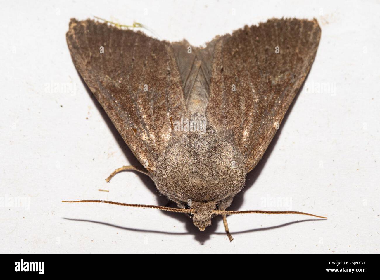 Speargrass moth (Ichneutica nullifera), Insecta, Mount Hamilton, New ...