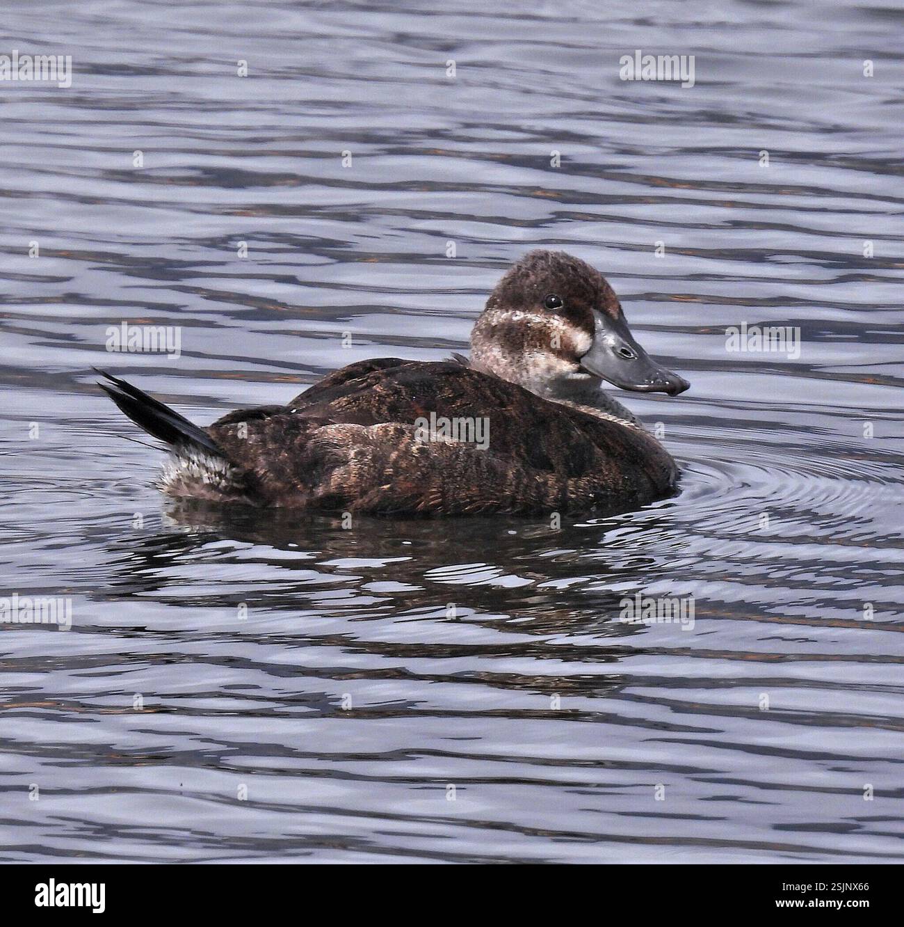 Lake Duck (Oxyura vittata), Aves, Lago Argentino, Santa Cruz, Argentina ...