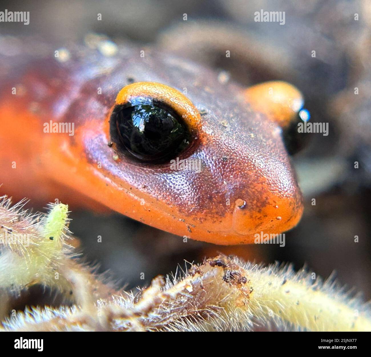 Monterey Ensatina (Ensatina eschscholtzii eschscholtzii), Amphibia ...
