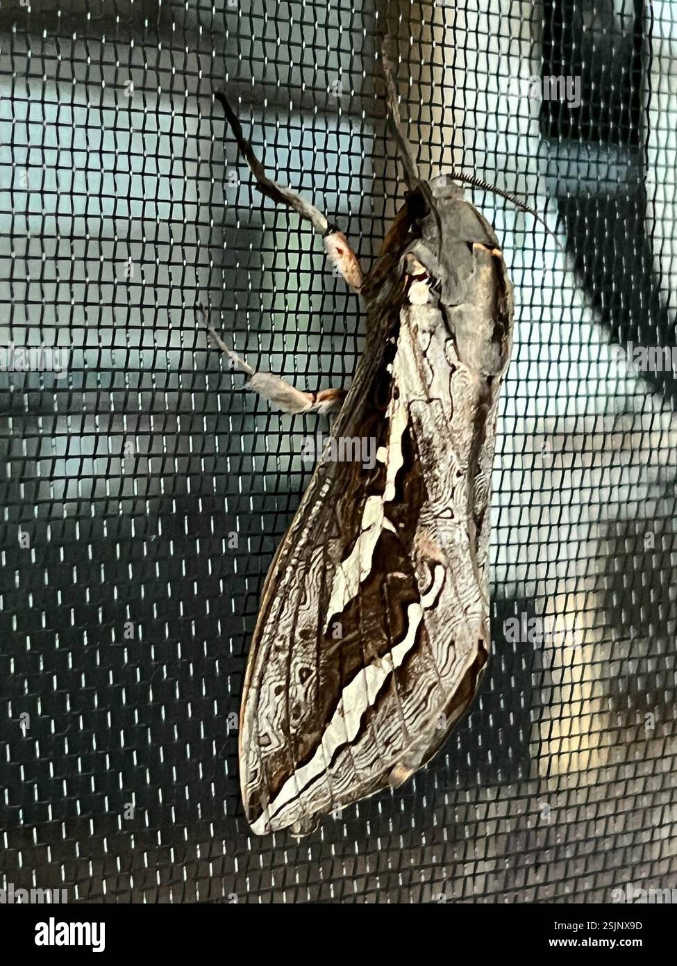 Labyrinthine Ghost Moth (Abantiades labyrinthicus), Insecta, Mount ...