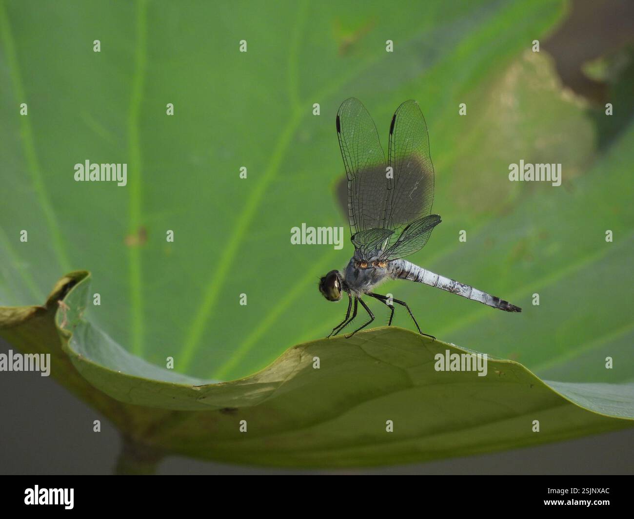 Deielia hi-res stock photography and images - Alamy