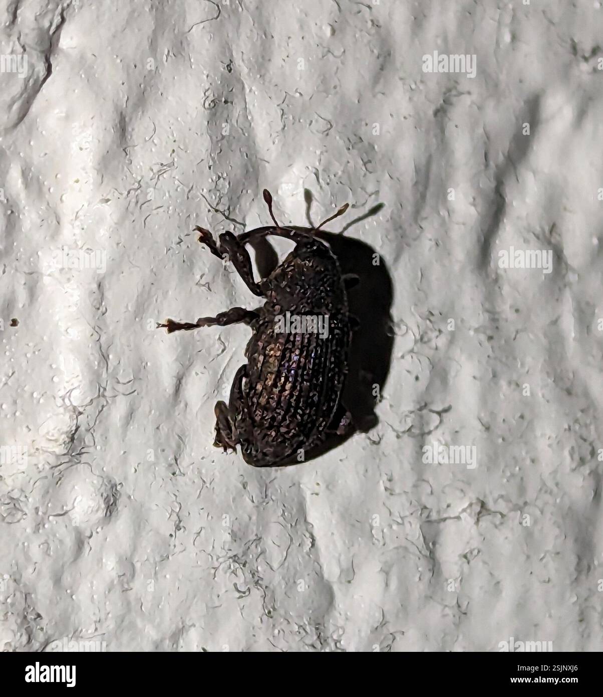 True Weevils (Curculionidae), Insecta, Colonia Forestal, Guatemala City ...
