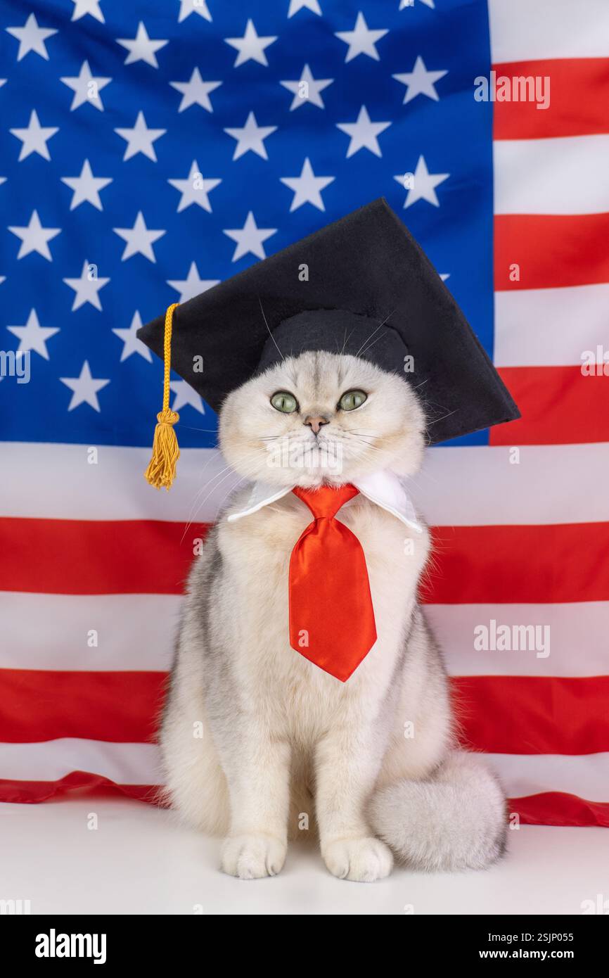 Cat in graduation cap and red tie sitting in front of american flag ...