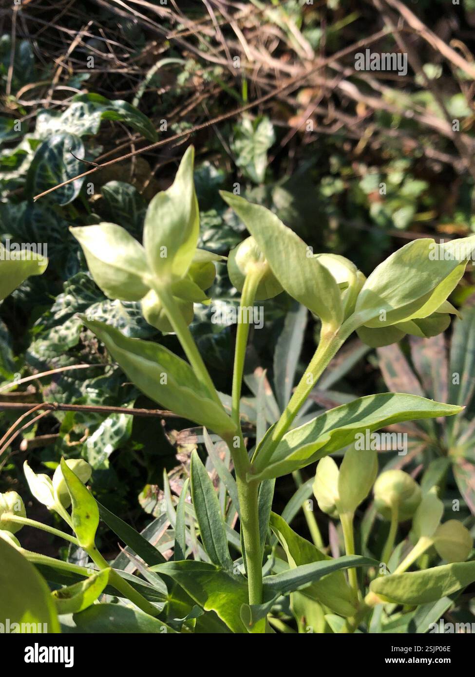 Stinking hellebore (Helleborus foetidus), Plantae, Cotswolds AONB ...