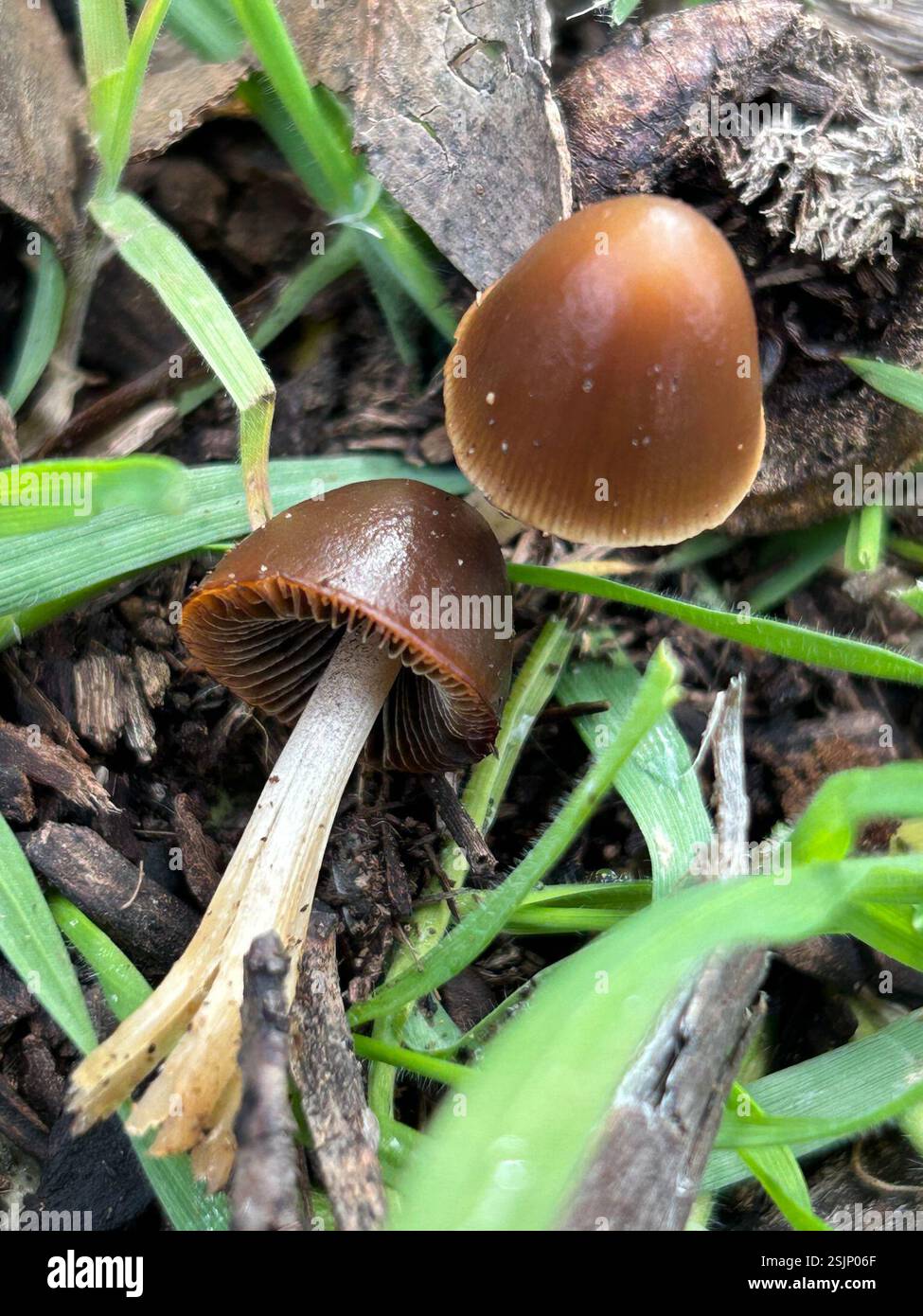 conical brittlestem (Parasola conopilea), Fungi, Highland Dr, Los Osos ...