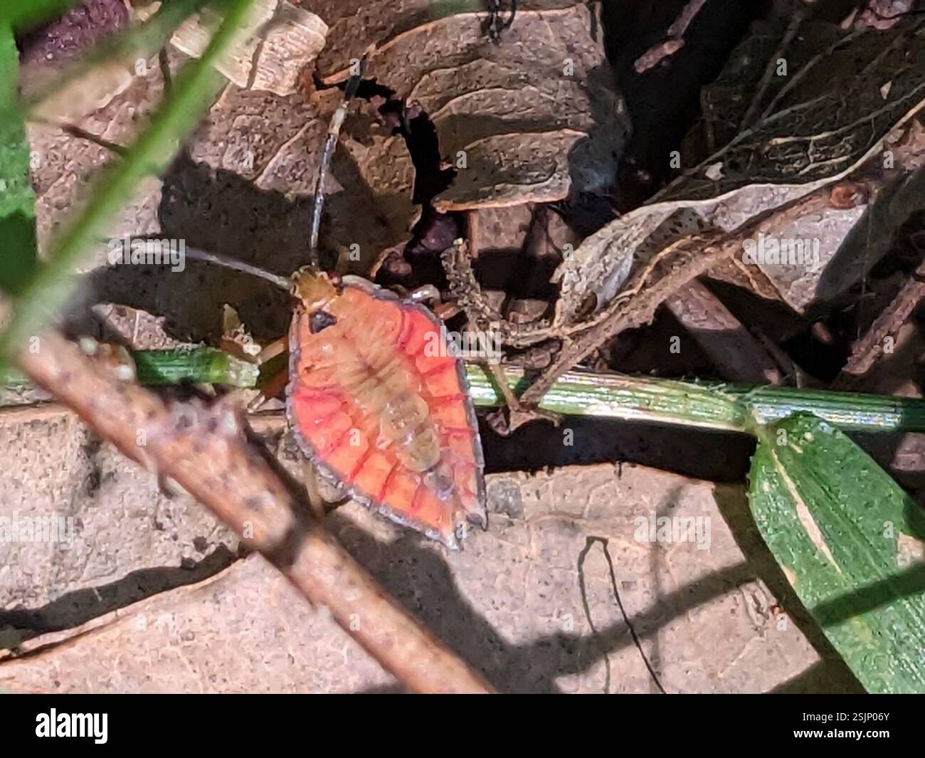 Lychee Stink Bug (Lyramorpha rosea), Insecta, Burnside QLD 4560 ...