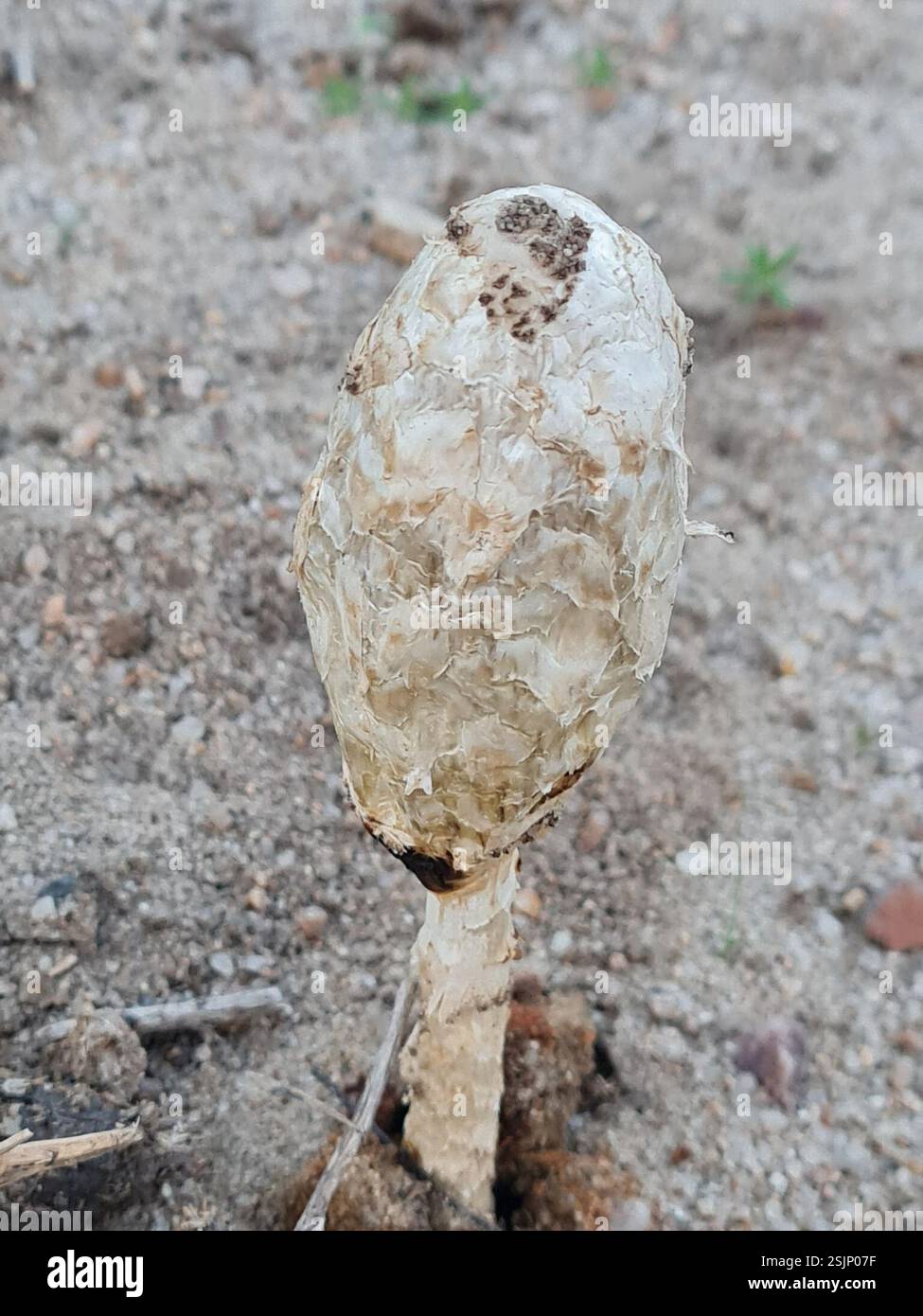 Desert Shaggymane (Podaxis pistillaris), Fungi, Santo André - PB ...