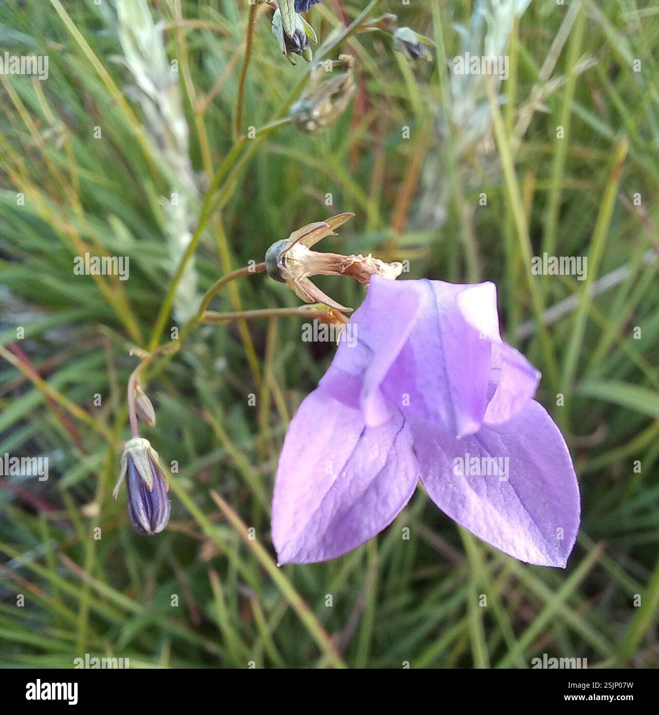 African Blue Bell (Wahlenbergia undulata), Plantae, Senqu Local ...