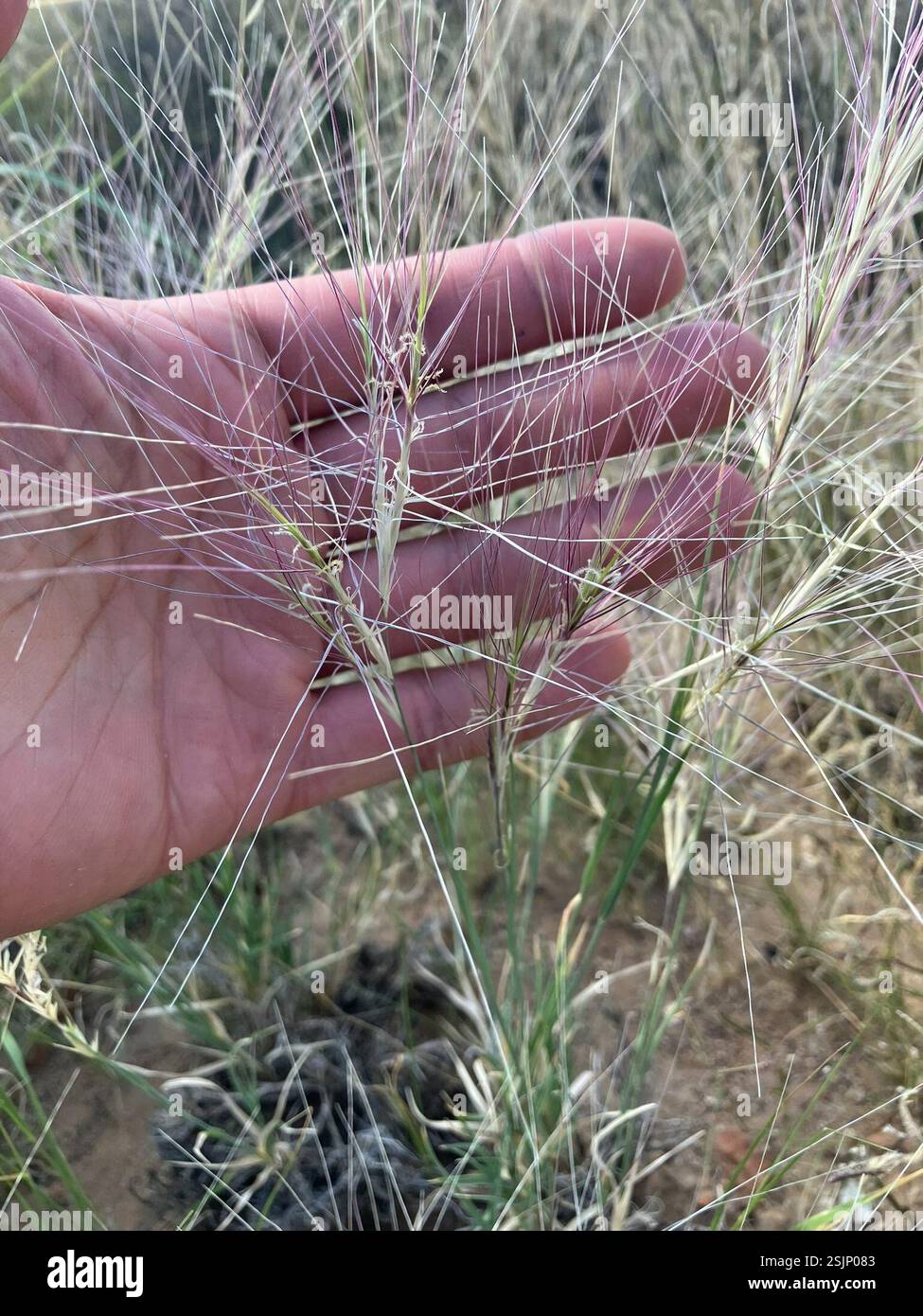 burrograss (Scleropogon brevifolius), Plantae, San Bernardino County ...
