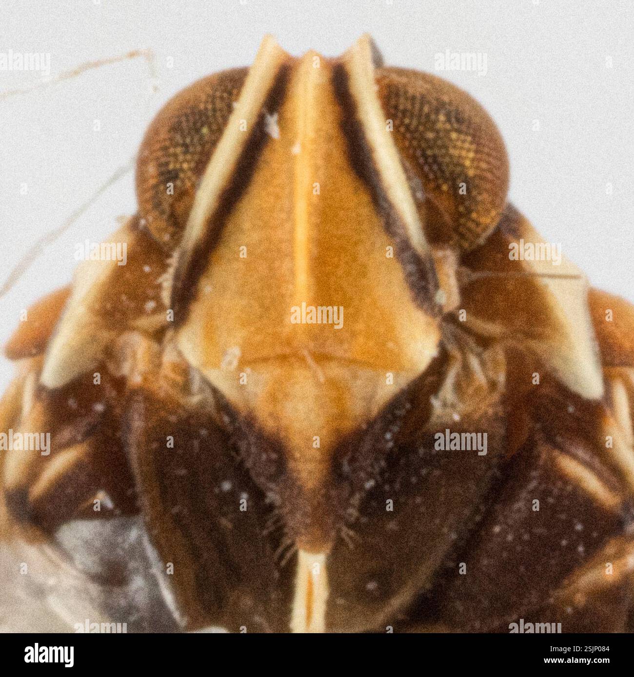 (Haplaxius mokos), Insecta, Celica 14-75, Loja, Ecuador, photographs ...