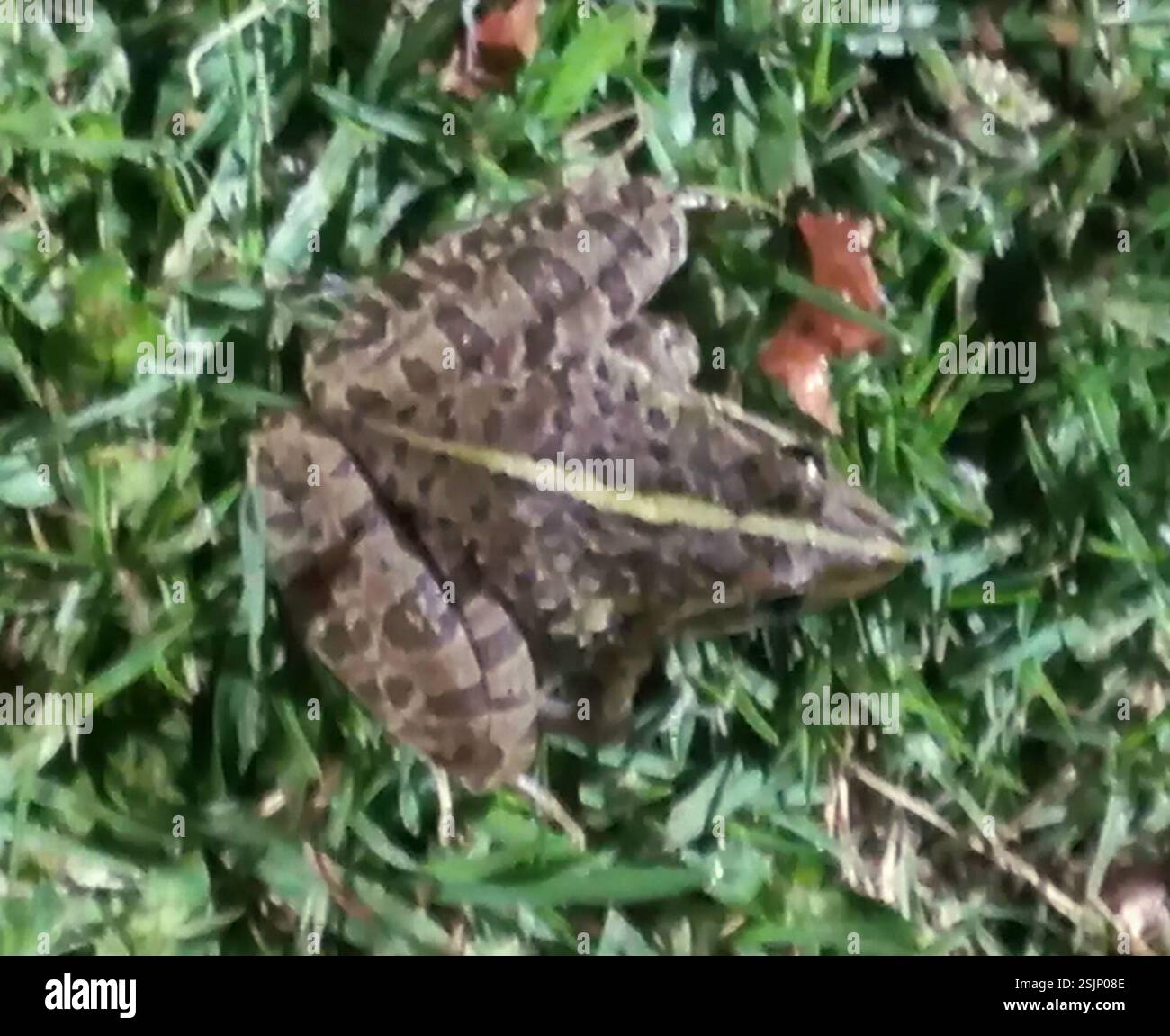 Common River Frog (Amietia delalandii), Amphibia, Underberg, South ...