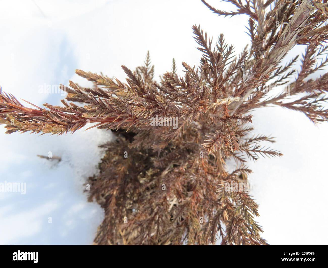 eastern redcedar (Juniperus virginiana), Plantae, Columbia, Wisconsin ...