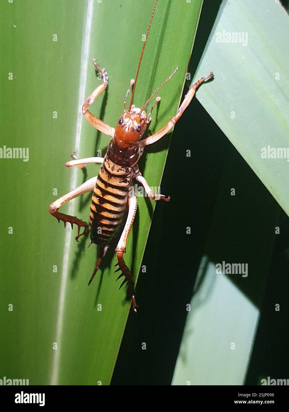 Wellington Tree Wētā (Hemideina crassidens), Insecta, Mākara ...