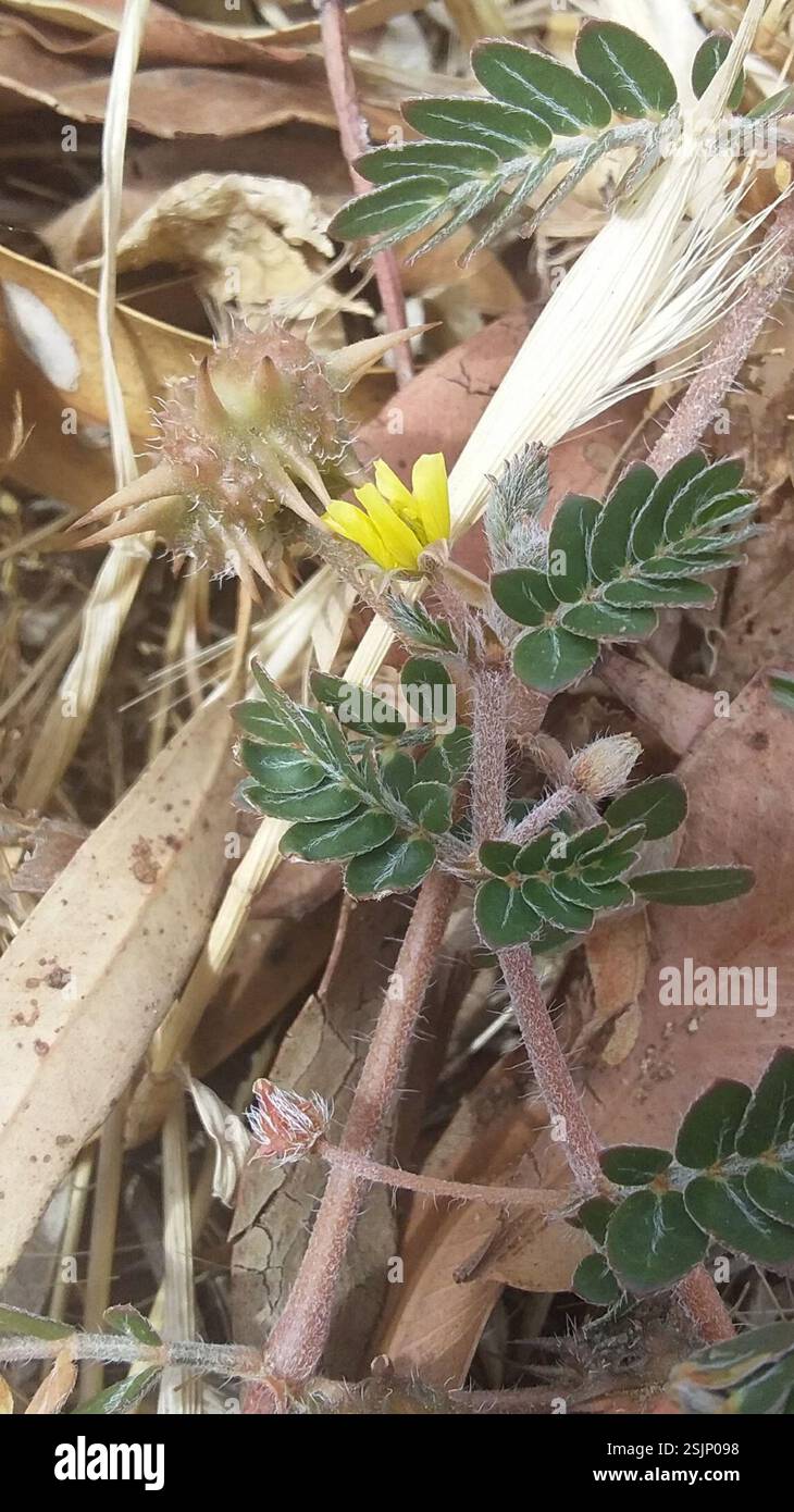 puncture vine (Tribulus terrestris), Plantae, Stop 1B Greenhill Rd ...
