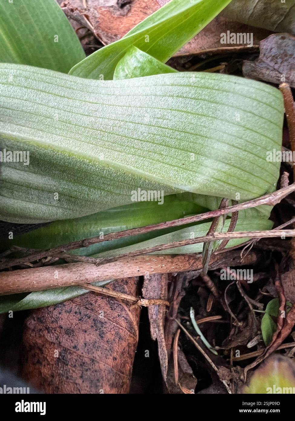 Rein Orchids (Piperia), Plantae, Island County, WA, USA, not sure which ...