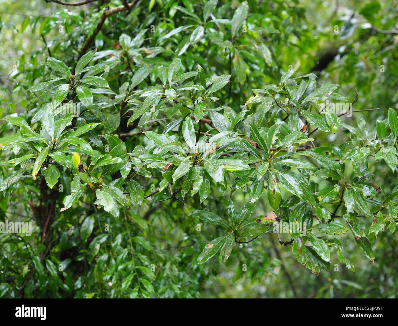 Red Machilus (Machilus thunbergii), Plantae, 台灣新北市 Stock Photo - Alamy