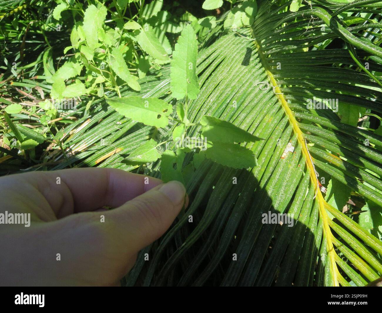 Florida Hedgenettle (Stachys floridana), Plantae, Coastal Georgia ...