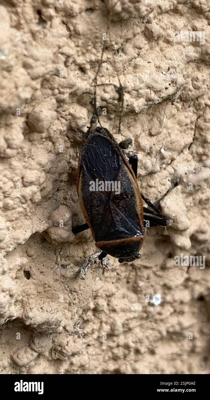 Eastern Bordered Plant Bug (Largus succinctus), Insecta, Camarillo ...