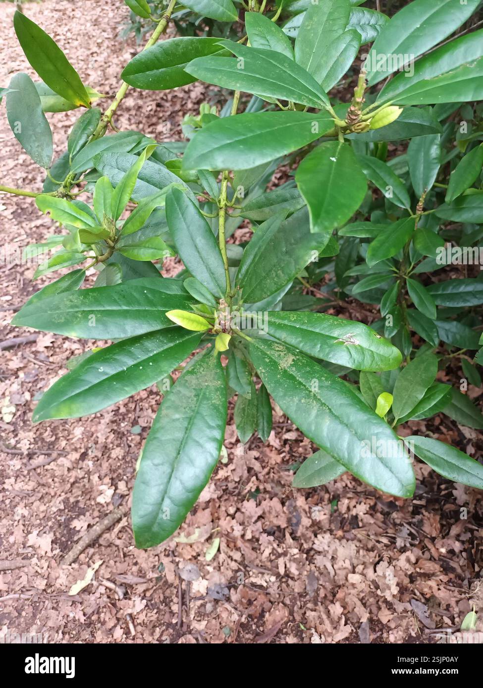 Pontic Rhododendron (Rhododendron ponticum), Plantae, Merseyside, UK ...