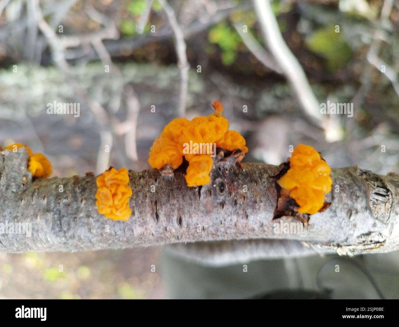 witch's butter (Tremella mesenterica), Fungi, Ushuaia, Tierra del Fuego ...