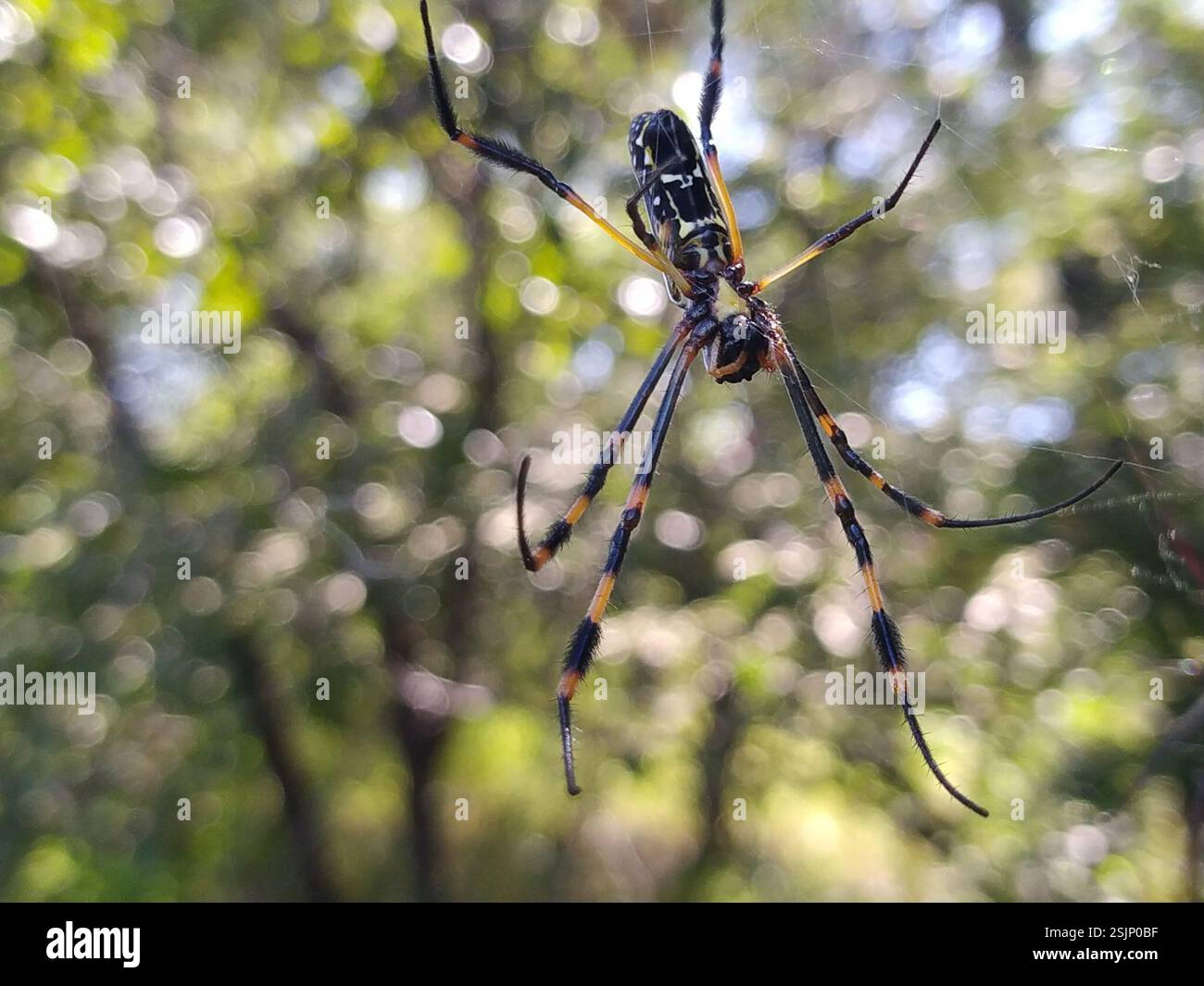 Banded-legged Golden Orb-web Spider (Trichonephila senegalensis ...