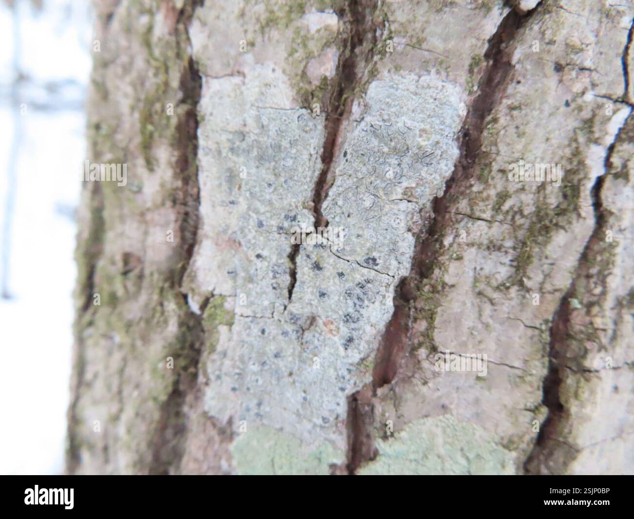 Common Script Lichen (Graphis scripta), Fungi, Waukesha County, WI, USA ...