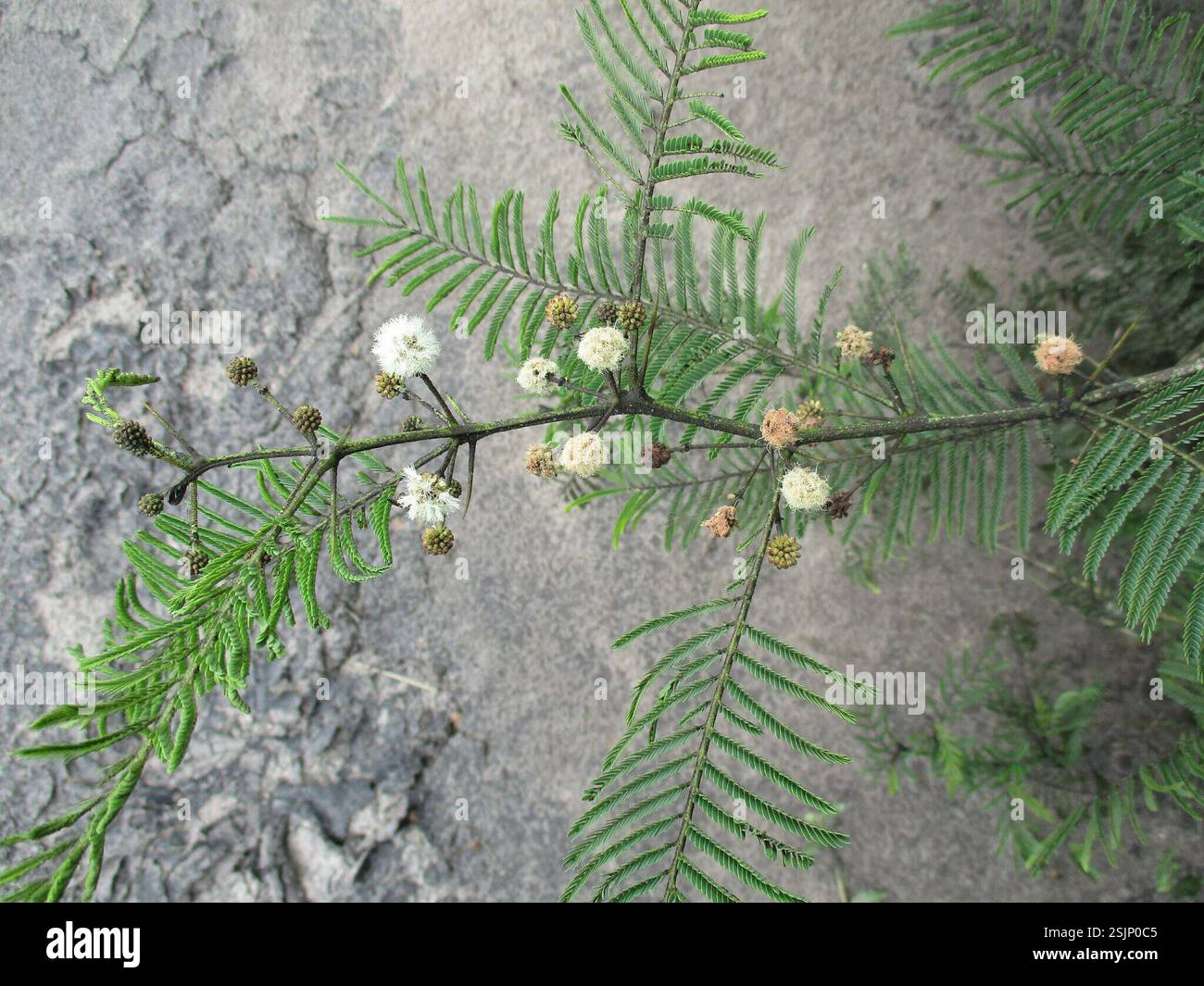 Sand Acacia (Vachellia arenaria), Plantae, Zambezi Region, Namibia ...
