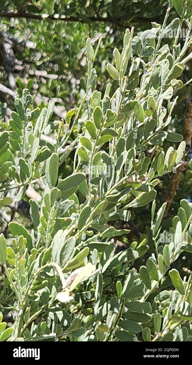 desert ironwood (Olneya tesota), Plantae, Loreto, MX-BS, MX Stock Photo ...