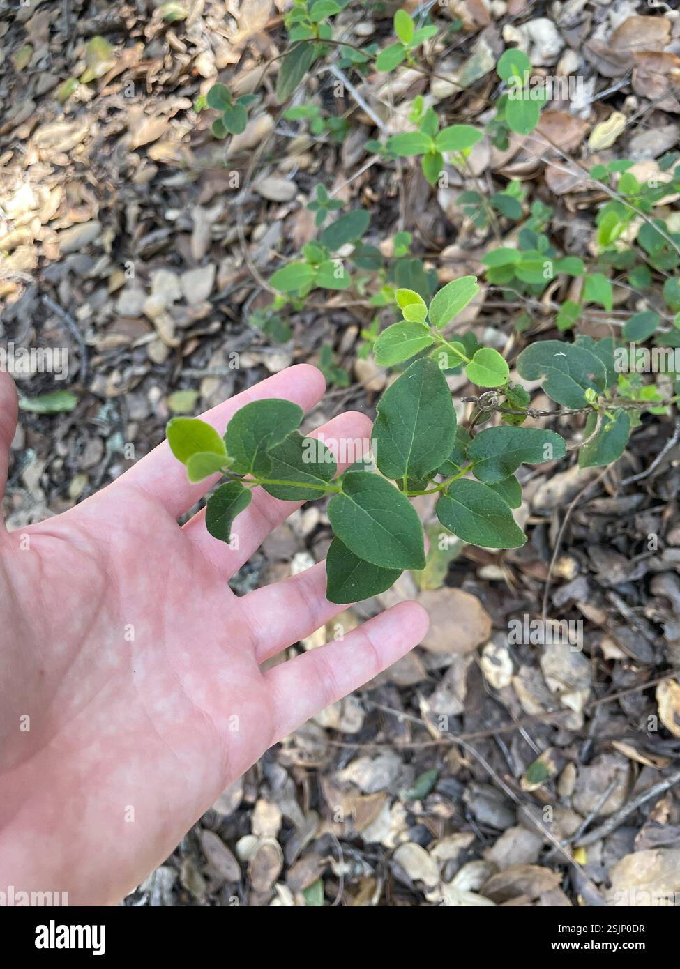 Pink Honeysuckle (Lonicera hispidula), Plantae, Via Laguna Vista, San ...