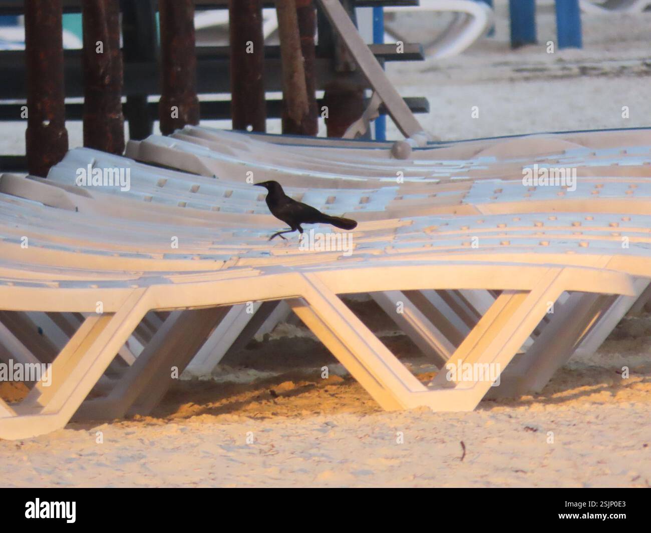 Greater Antillean Grackle (Quiscalus niger), Aves, Ciego de Avila, Cuba ...