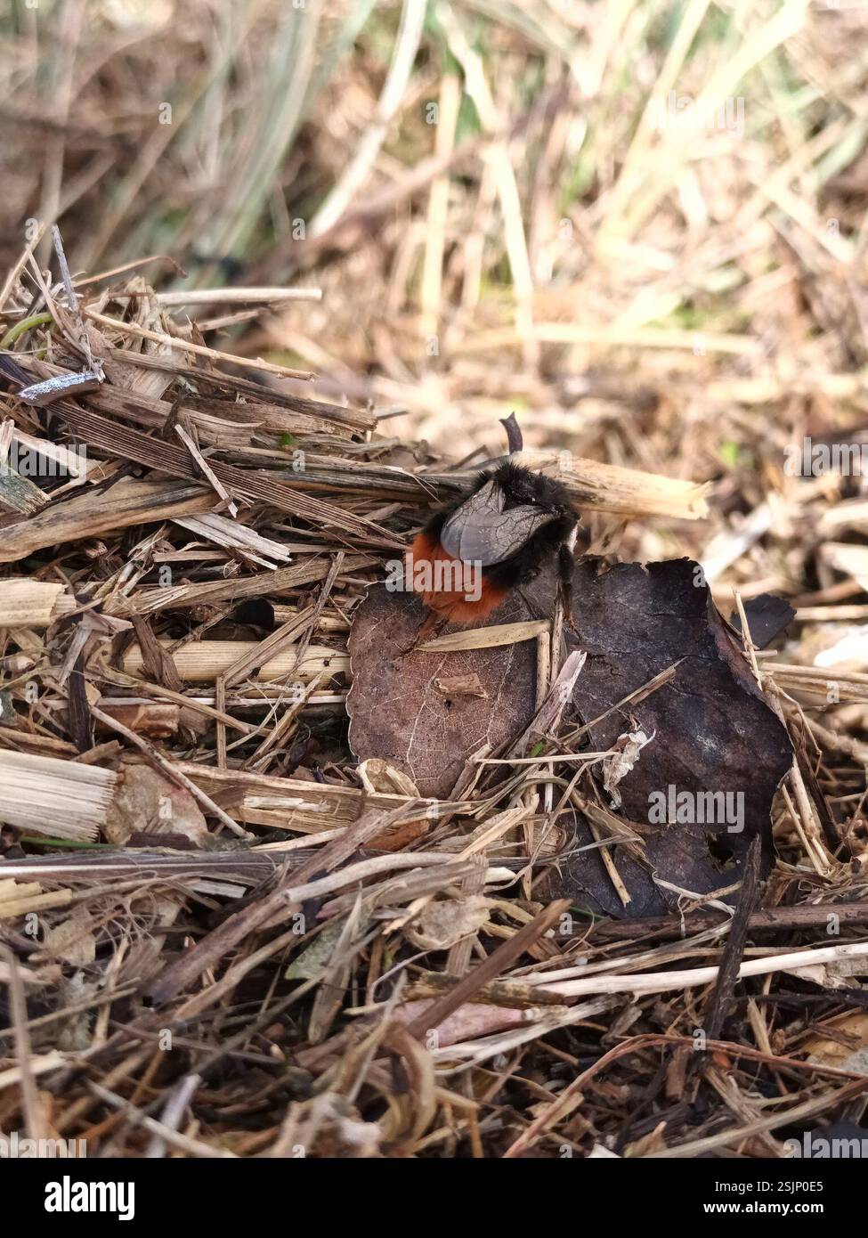 Red-tailed Bumble Bee (Bombus lapidarius), Insecta, Hoylake, Wirral, UK ...