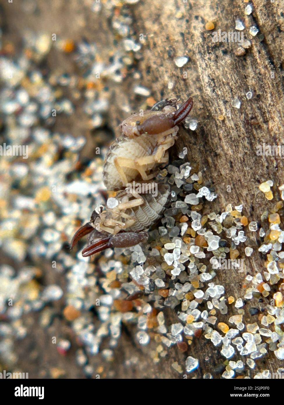 (Anchigarypus californicus), Arachnida, Los Osos, CA, US Stock Photo ...