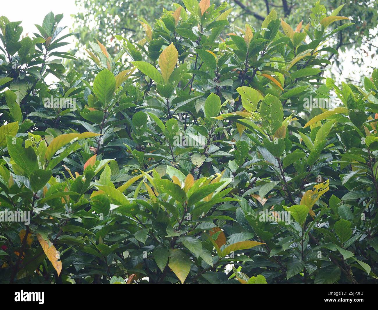 Milk Tree (Ficus benguetensis), Plantae, 台灣台北 Stock Photo - Alamy